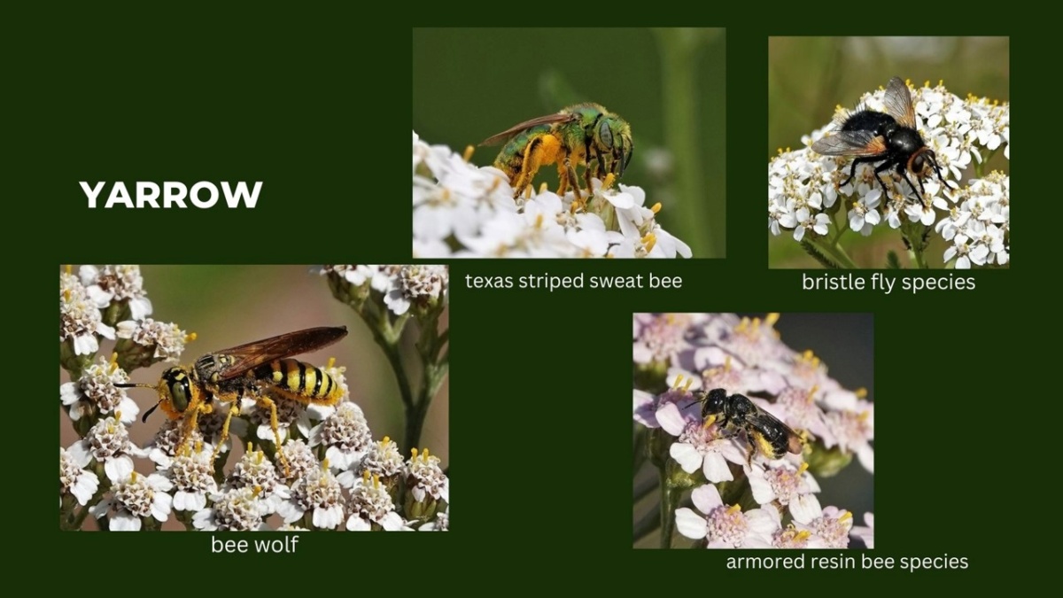 Community Projects and Past Events – Nanaimo Area Pollinator Paradise Project